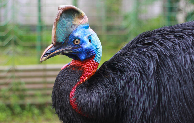 Most dangerous bird | Guinness World Records