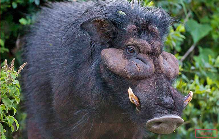 Biggest Wild Pig In The World