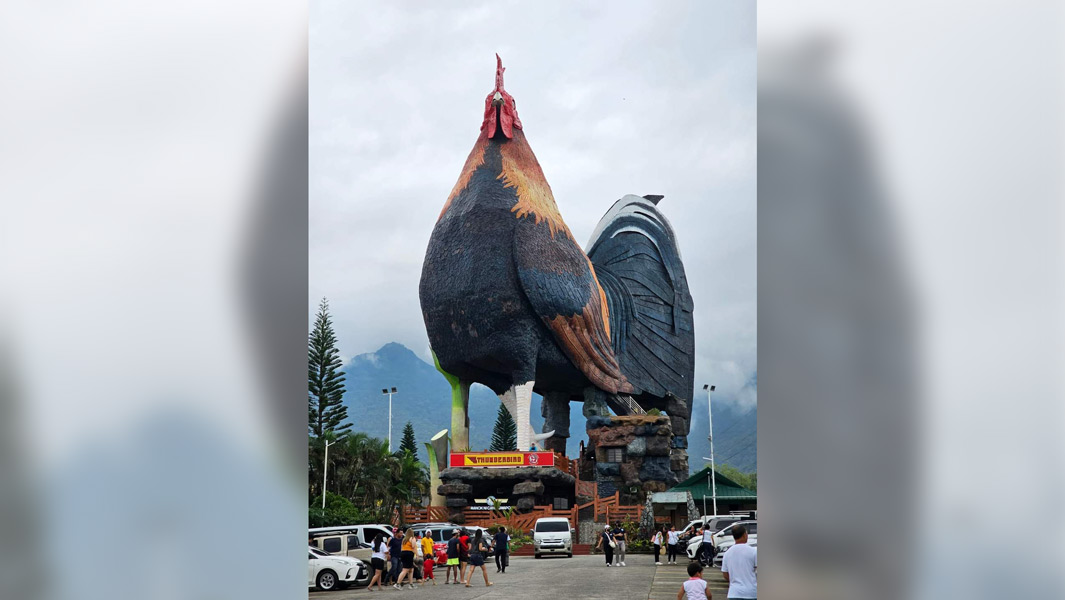Biggest Rooster In The World