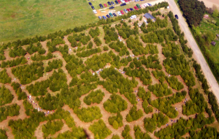 Largest tree maze (permanent) | Guinness World Records