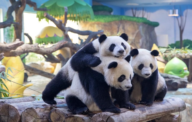 First surviving giant panda triplets | Guinness World Records