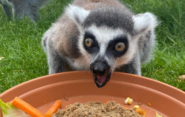 Oldest living lemur in captivity | Guinness World Records