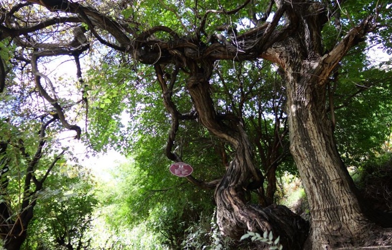 Oldest wild living vine | Guinness World Records