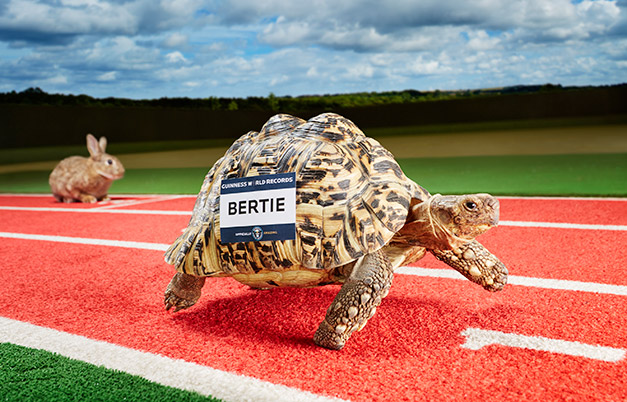 Fastest tortoise | Guinness World Records