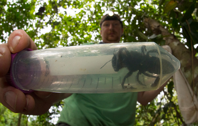 Largest species of bee | Guinness World Records