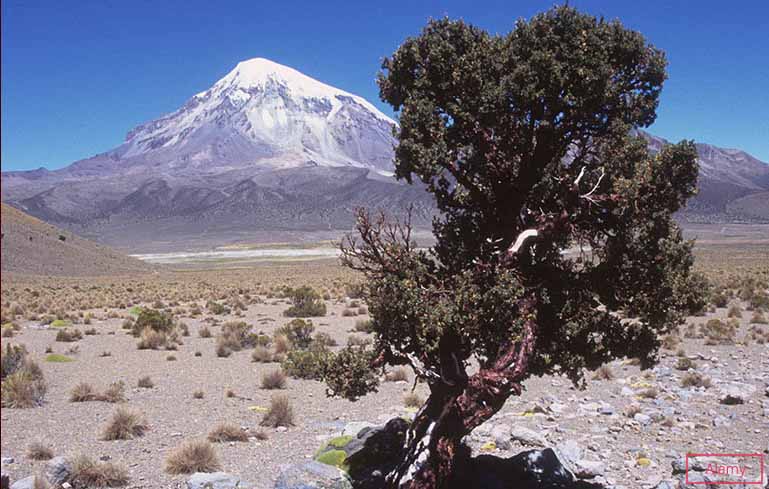 Highest tree species | Guinness World Records