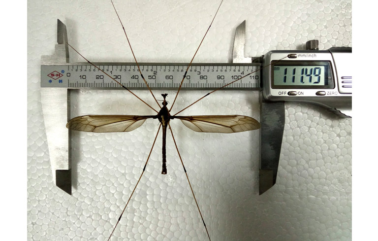 Largest crane-fly | Guinness World Records