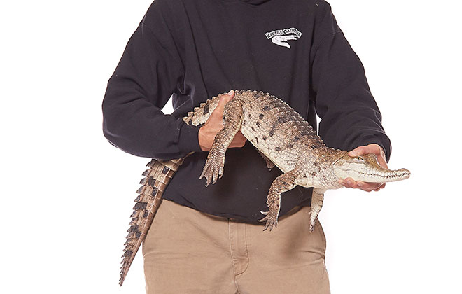 Fastest crocodile on land | Guinness World Records