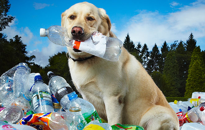 Most bottles recycled by a dog | Guinness World Records
