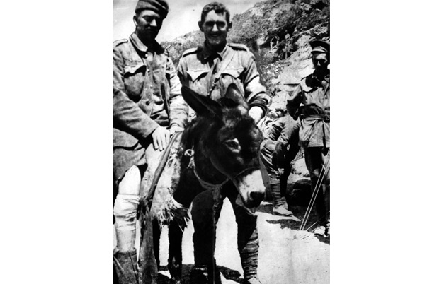 First donkey to receive the RSPCA Purple Cross | Guinness World Records