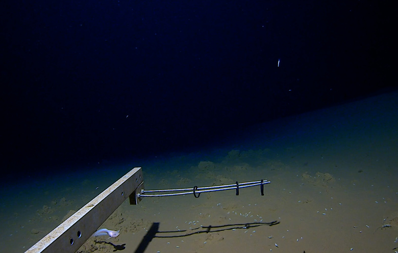 Deepest fish | Guinness World Records