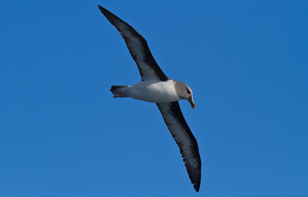 Fastest bird in level flight | Guinness World Records