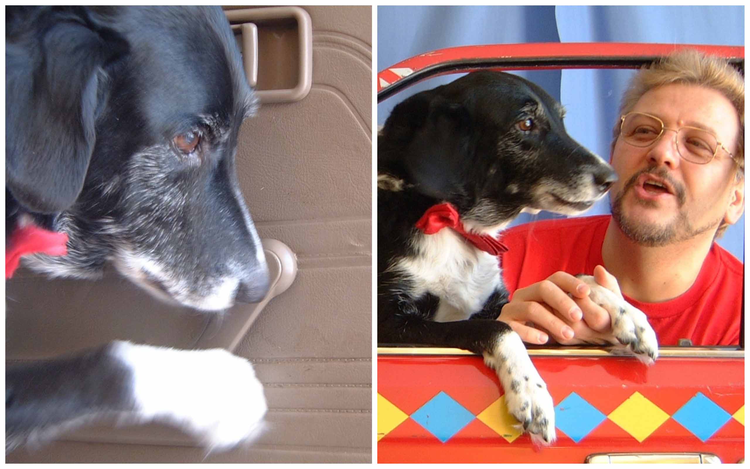 Fastest car window opened by a dog | Guinness World Records