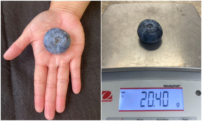 Heaviest blueberry | Guinness World Records
