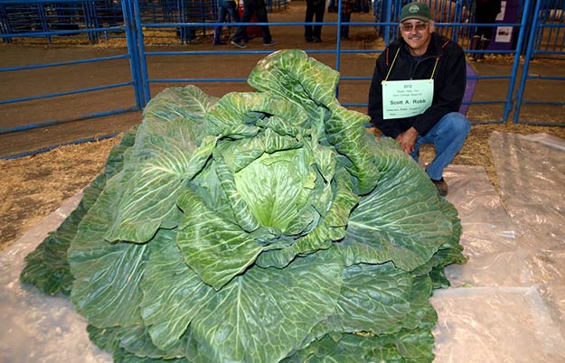 Heaviest green cabbage | Guinness World Records