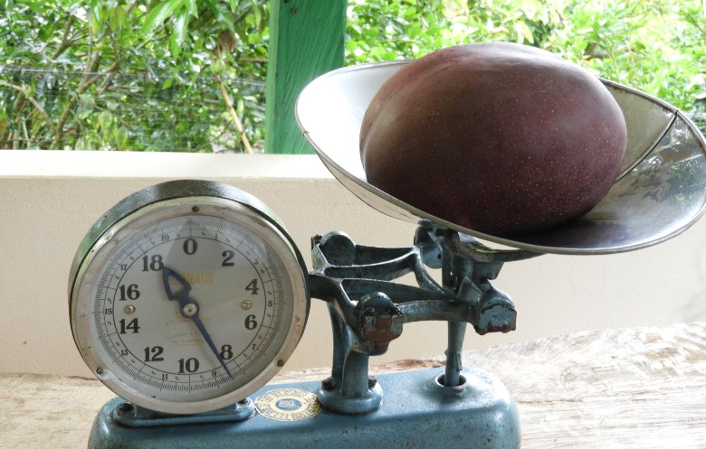 Heaviest mango | Guinness World Records