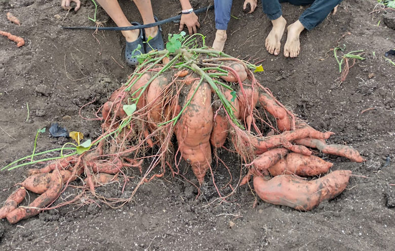 Heaviest sweet potato | Guinness World Records