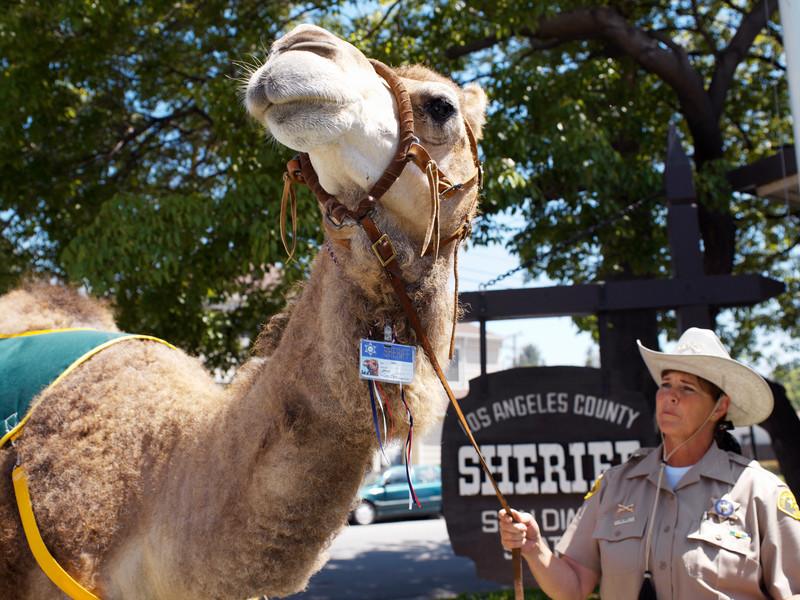 Highest-ranking camel | Guinness World Records