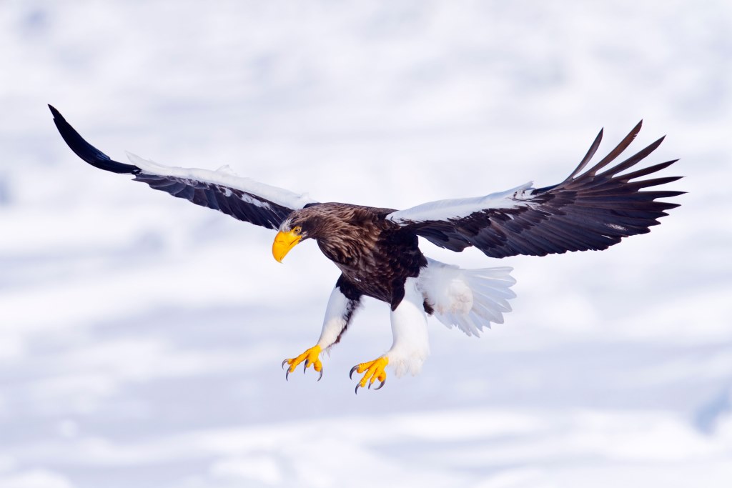 Largest eagle | Guinness World Records