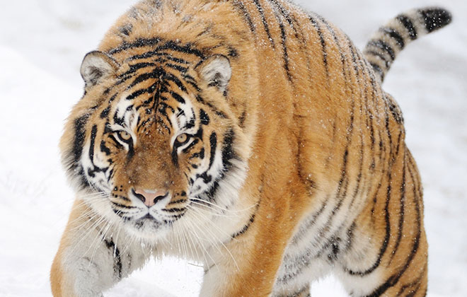 Worlds Largest Siberian Tiger Just How Big Are Tigers? What Does Tiger