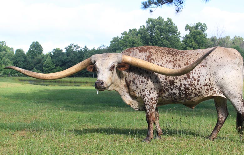 Largest horn spread on a steer ever | Guinness World Records