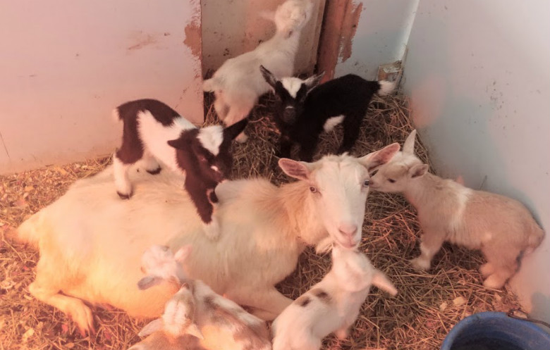 Largest litter of goats | Guinness World Records
