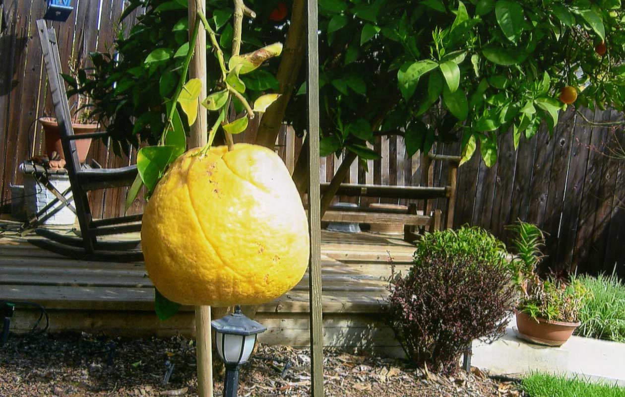 Largest orange by circumference | Guinness World Records