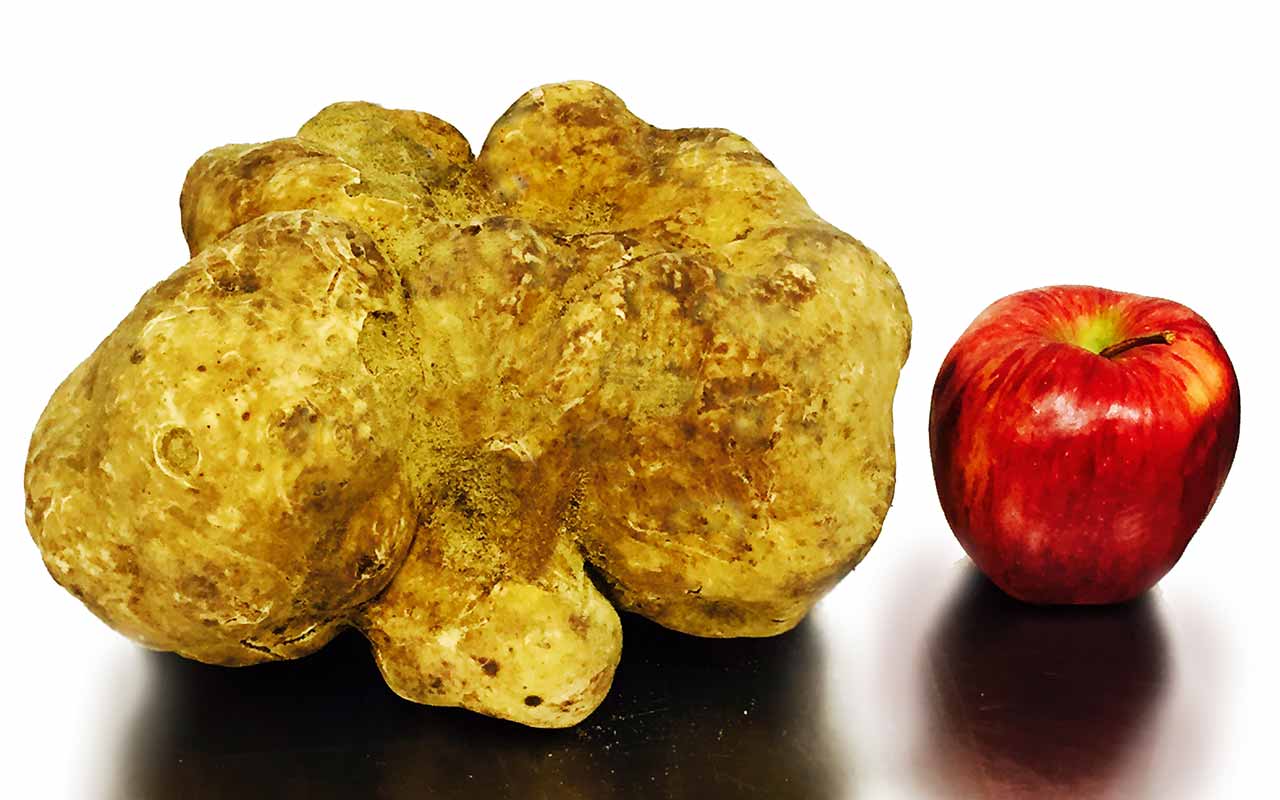 Largest truffle | Guinness World Records