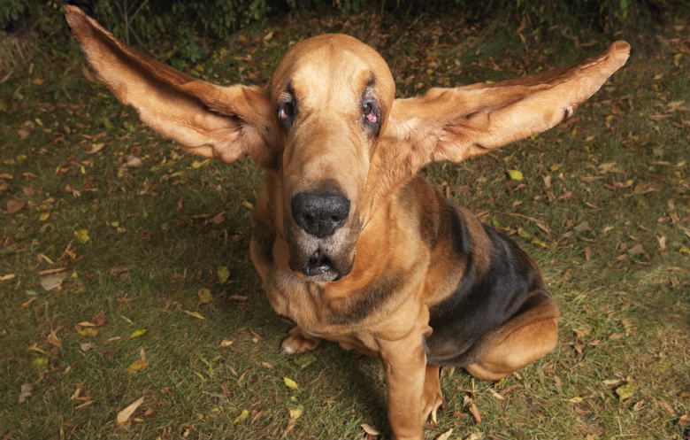Longest ears on a dog ever | Guinness World Records