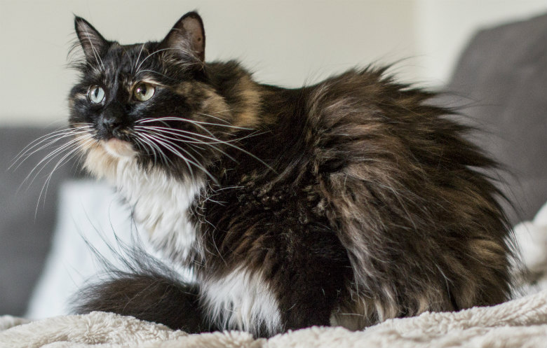 Longest fur on a cat | Guinness World Records