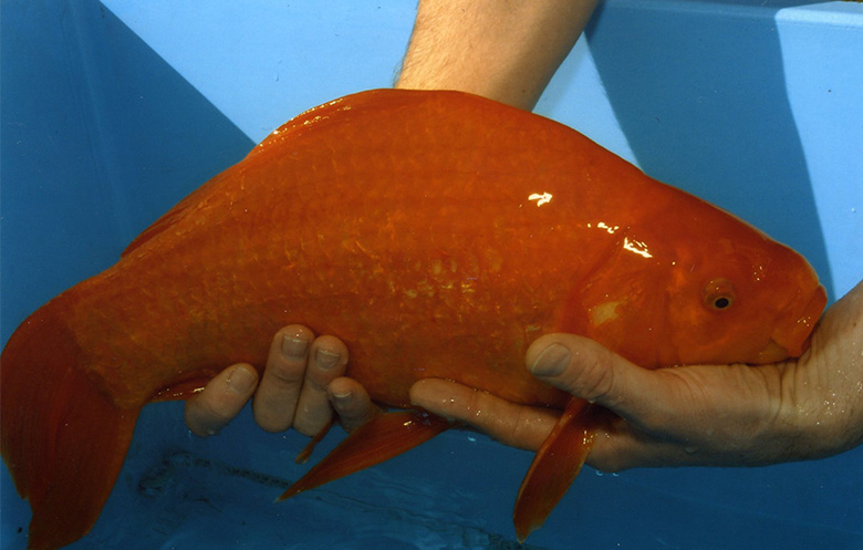 World Record Goldfish World Record 24.5 Pound Koi Fish Caught Bow