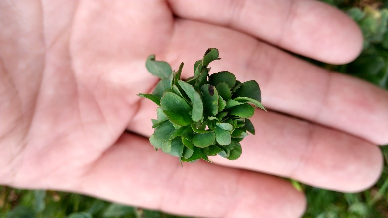 Most leaves on a clover | Guinness World Records