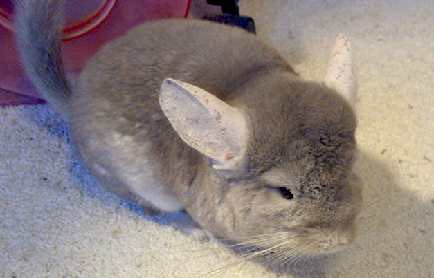 Oldest chinchilla ever | Guinness World Records