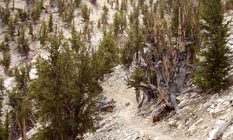 Oldest Tree In The World 6 Facts About Methuselah, The World's