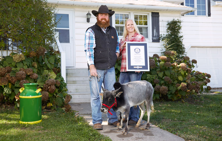 Shortest bull ever | Guinness World Records