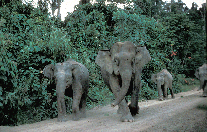 Smallest elephant (species) | Guinness World Records