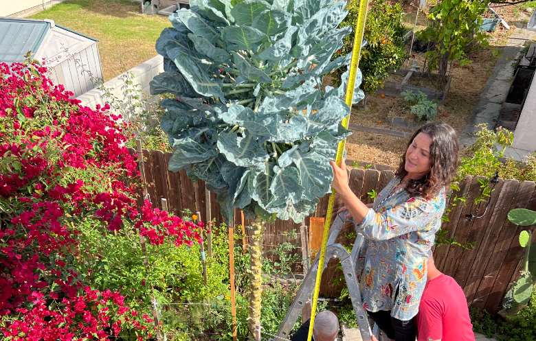 Tallest brussel sprout plant | Guinness World Records