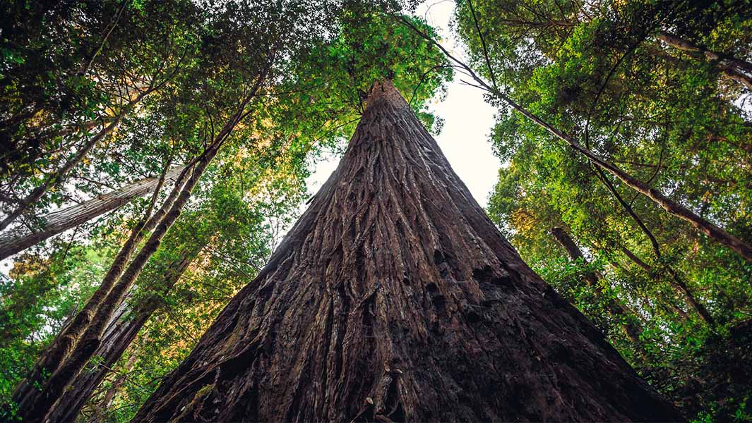 Biggest Tree In The World